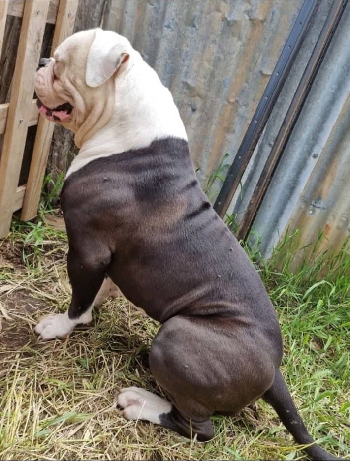 The True American Bulldog Original Club of Australia